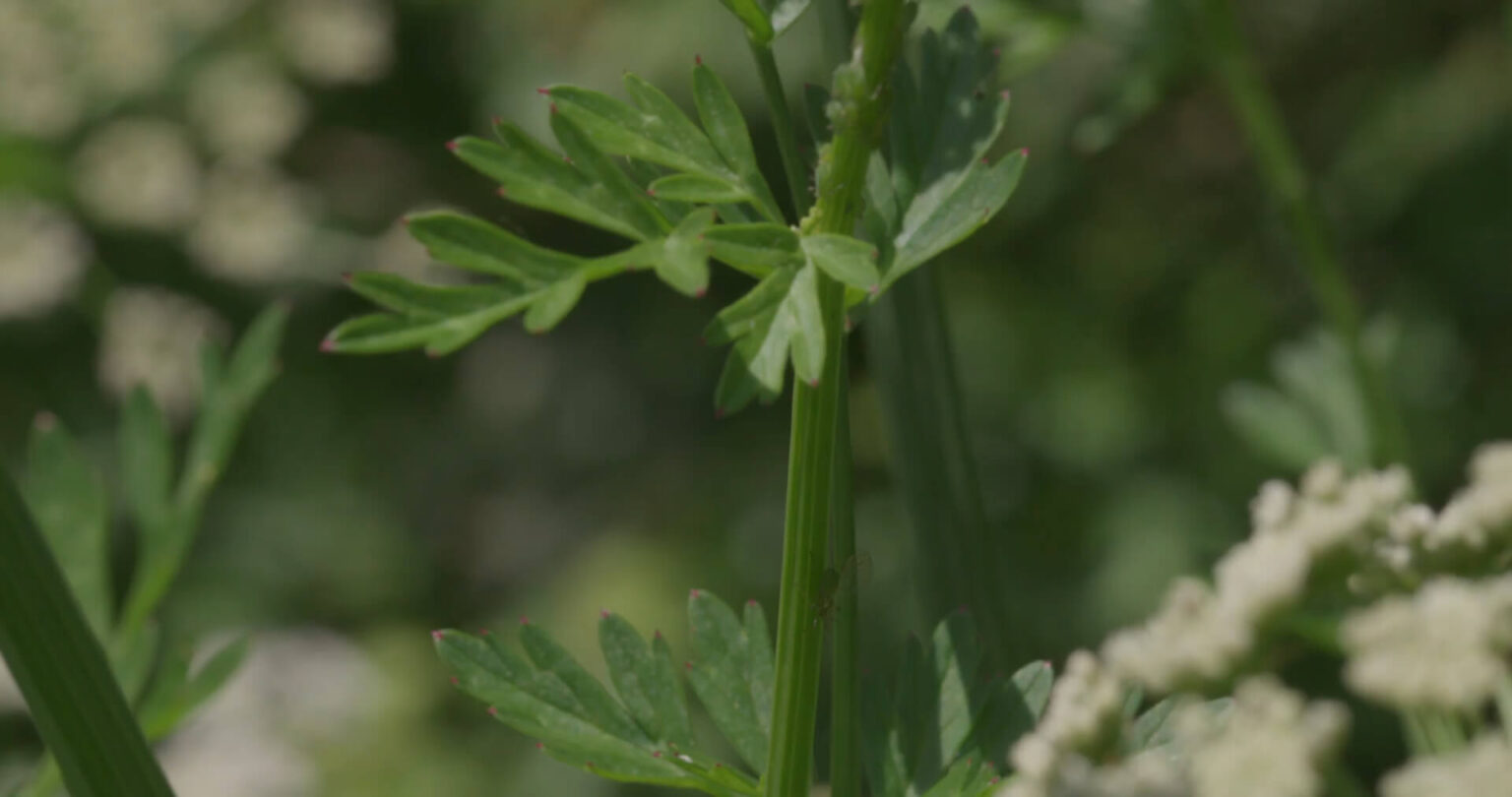 Top 17 Parsley Substitutes for Cooking - Sprig and Flours