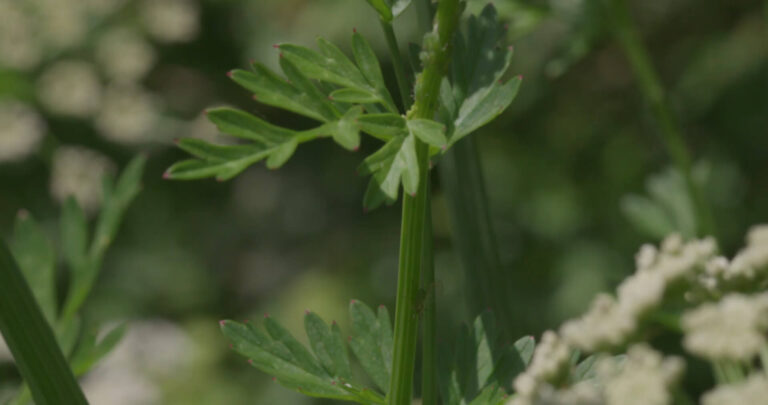 Top 17 Parsley Substitutes for Cooking - Sprig and Flours